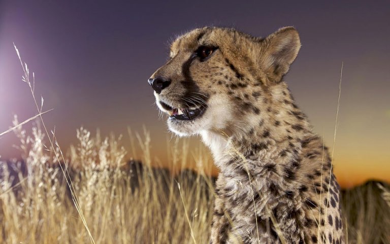 Topp 10 raskeste dyr i verden