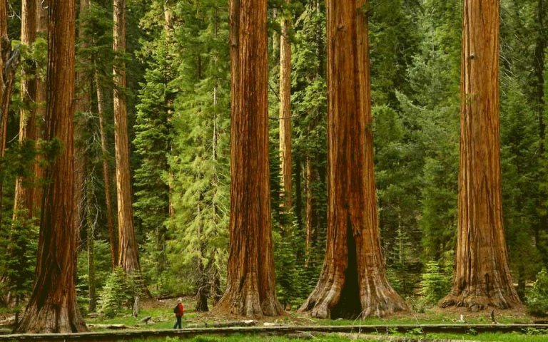 10 hoogste bomen ter wereld (foto + hoogte)