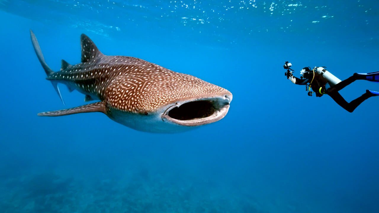 De grootste vis ter wereld: top 10