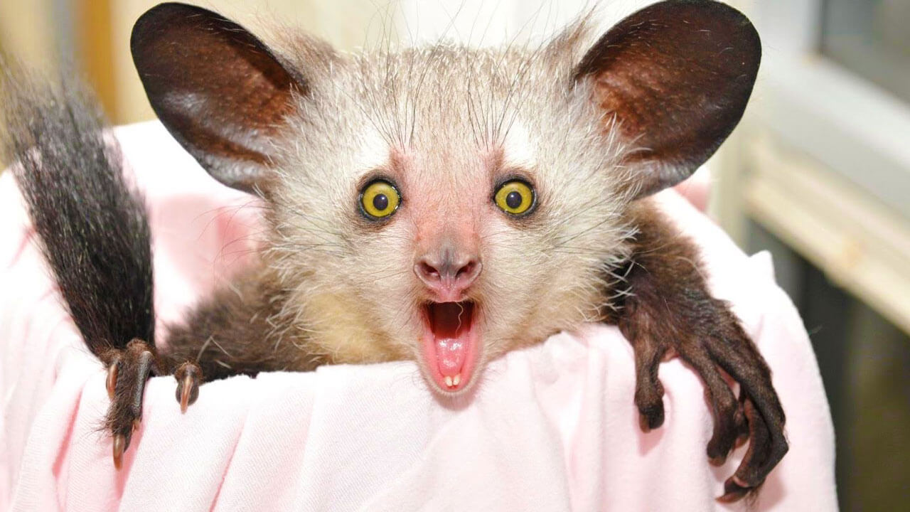 Los 10 animales más aterradores y peligrosos del mundo: fotos, videos